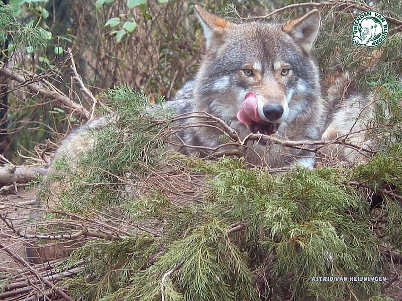 1920x1080px 1080p Free Download Wolf Wolf Licking Hd Wallpaper