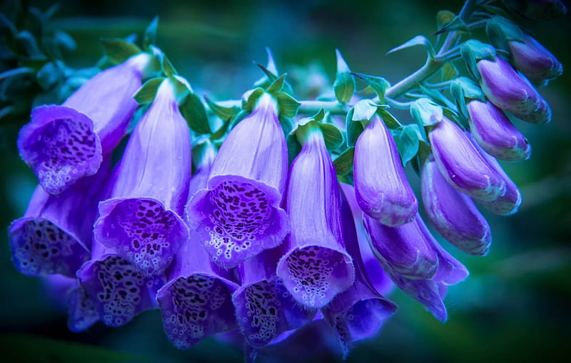 Purple Bells Flowers Purple Bells Macro Hd Wallpaper Peakpx
