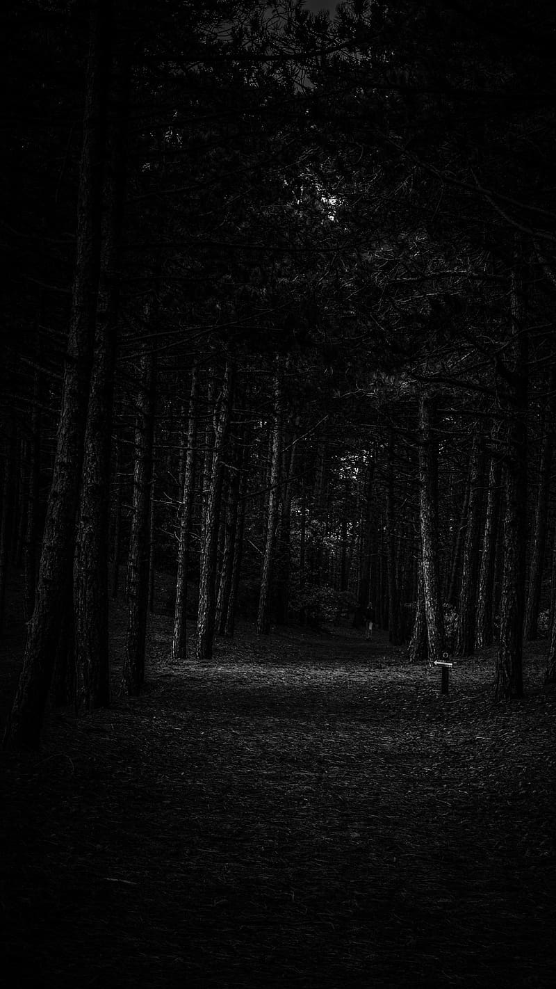 Black Night Forest Hd Phone Wallpaper Peakpx