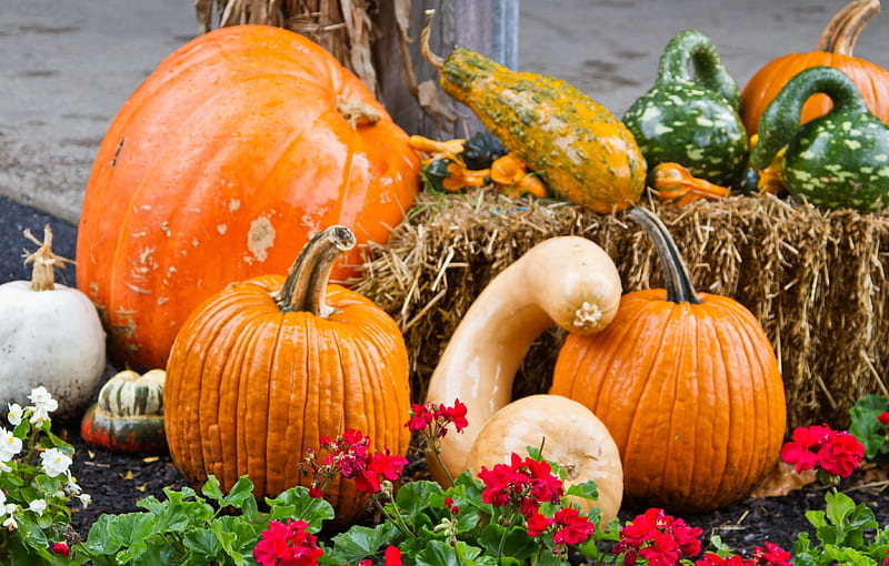 Seasonal Still Life Fall Autumn Flowers Straw Pumpkins Hd