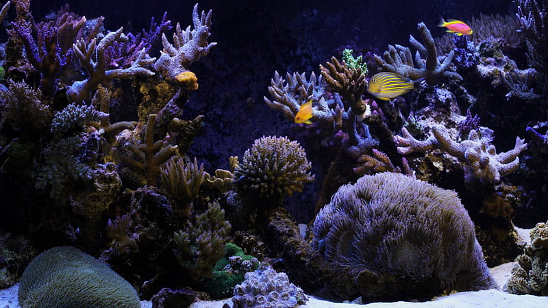 Aquarium Nature Entertainment People Hd Wallpaper Peakpx