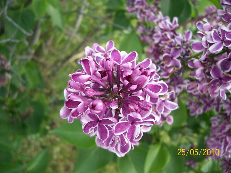 Verigated Lilacs Purple Lilacs Spring Flowers Close Up Hd