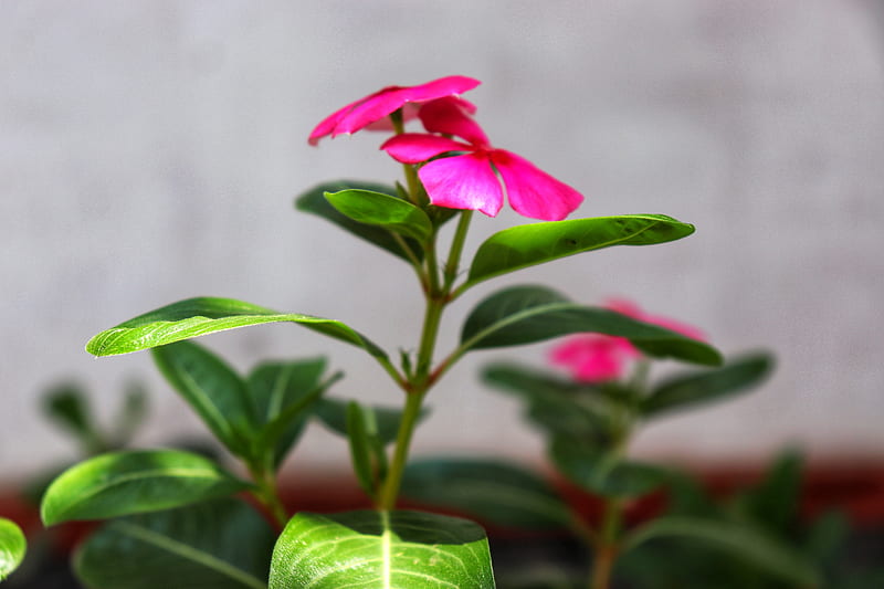 Village flowers store